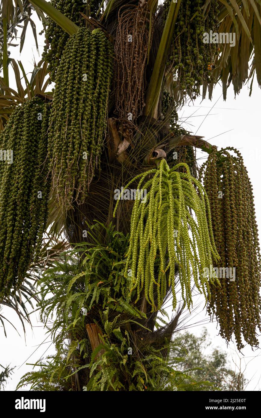 Fishtail palm seed hi-res stock photography and images - Alamy