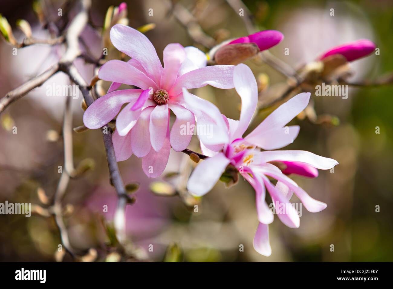 Closeup of magnolia flower, textured background, wallpaper Stock Photo ...