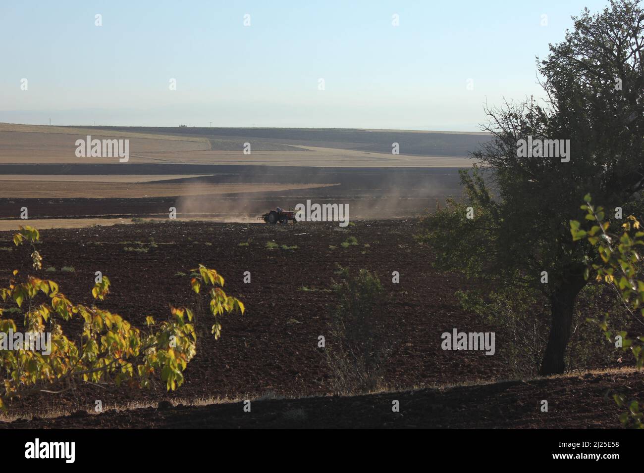 An old red tractor working on a field in dust. Farming and plowing in ...