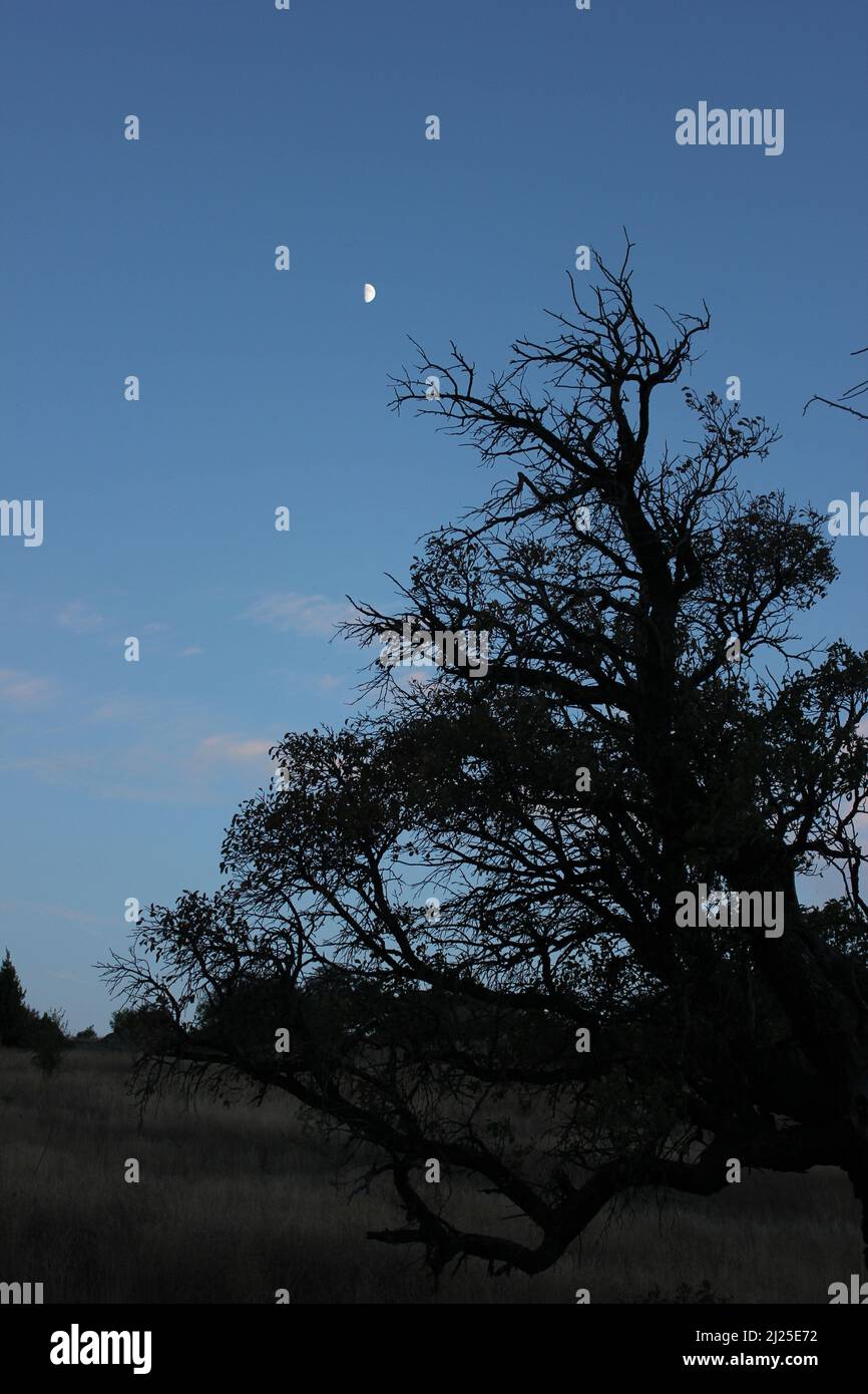 Half moon rising behind the silhouette of a tree. Bright white lunar ...