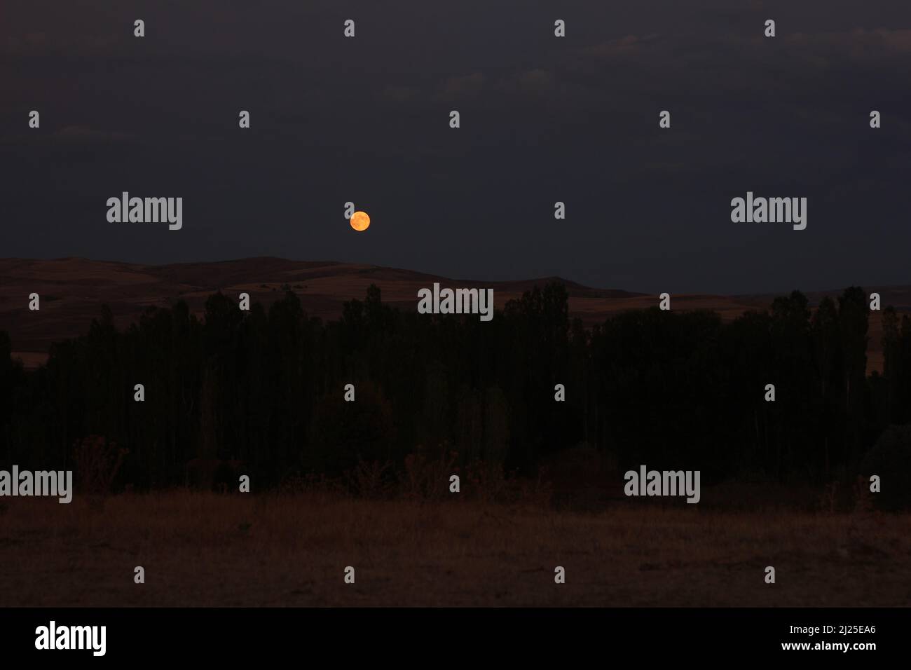 Full moon rising behind bald yellow hills and long green trees. Bright ...