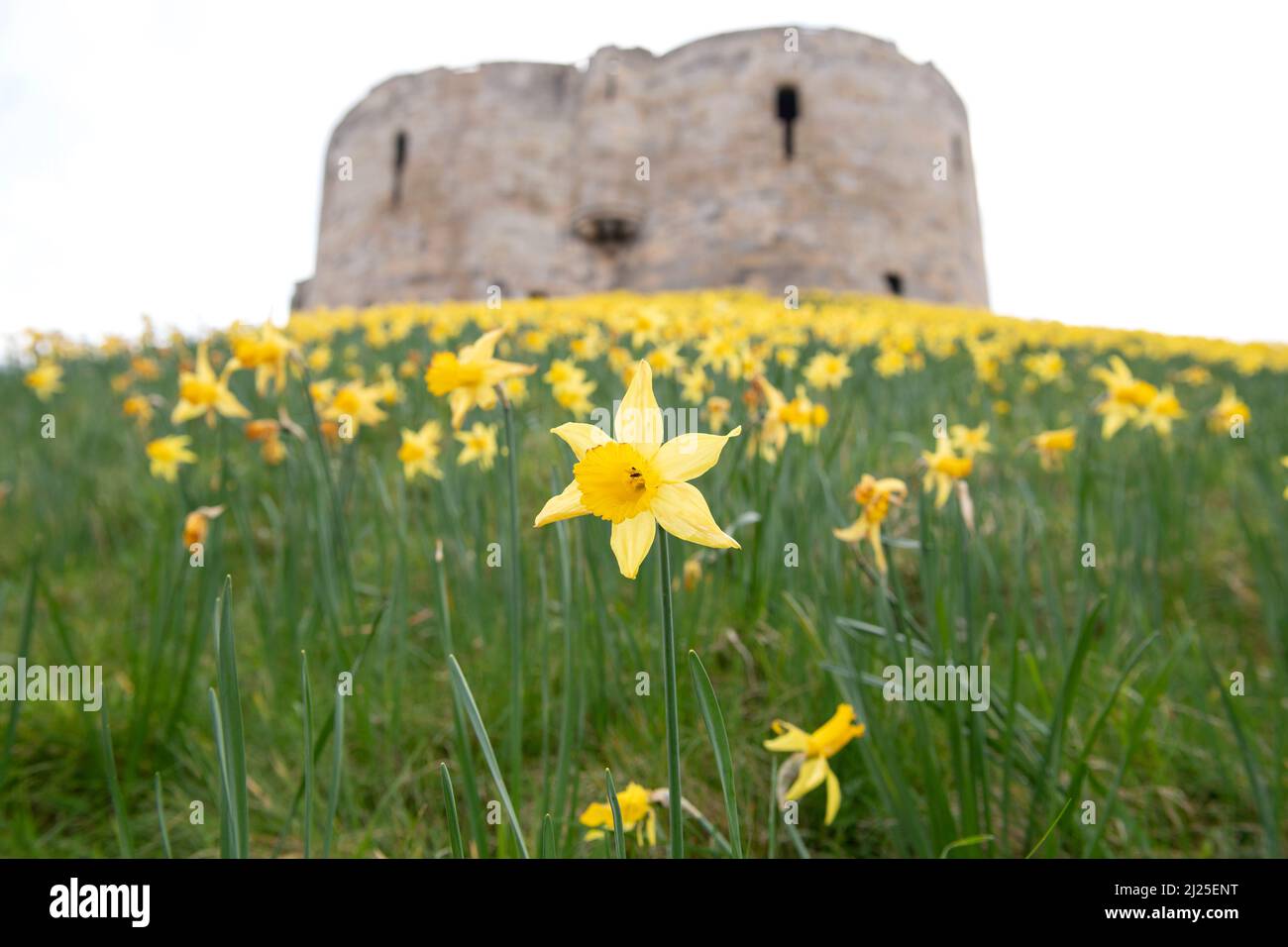 Clifford's Tower (York Castle) in York surrounded by Daffodils in ...
