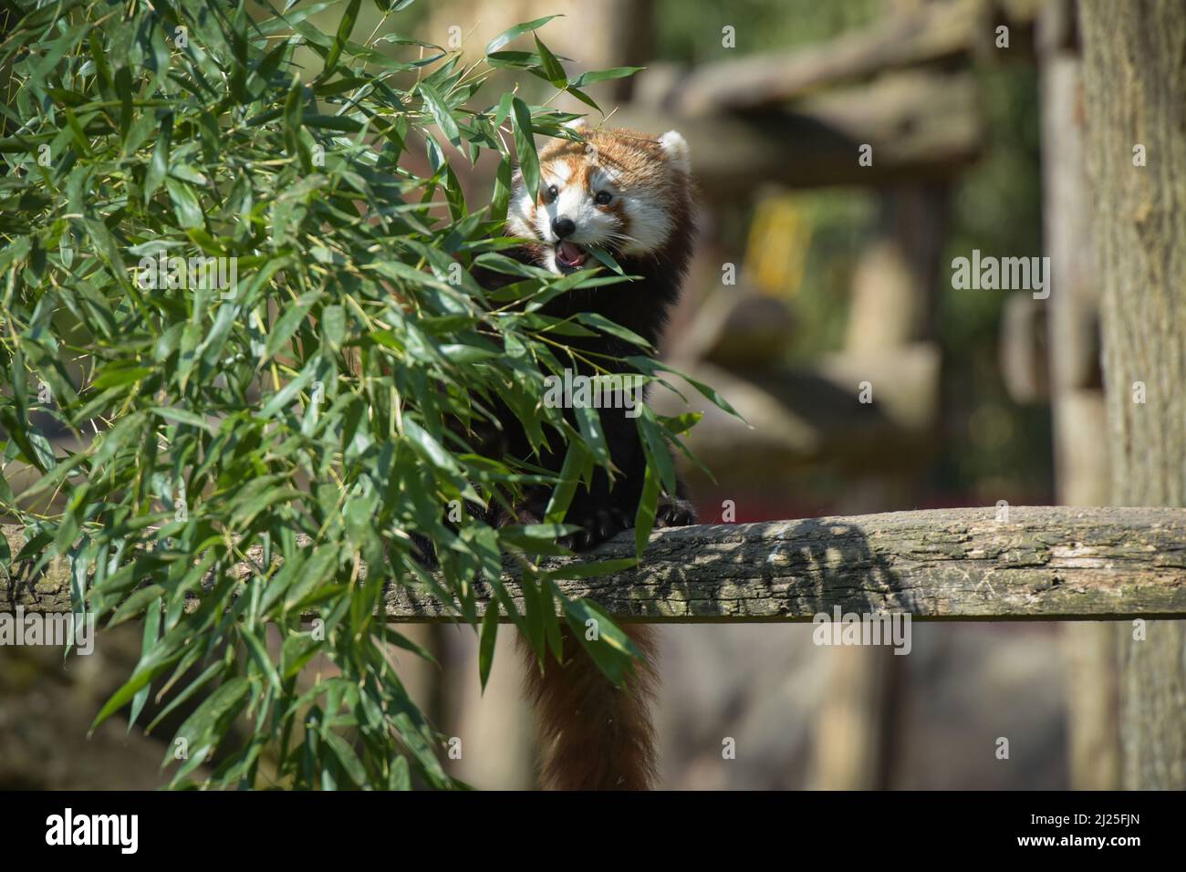 Photography of red panda eating bamboo in a park Stock Photo - Alamy