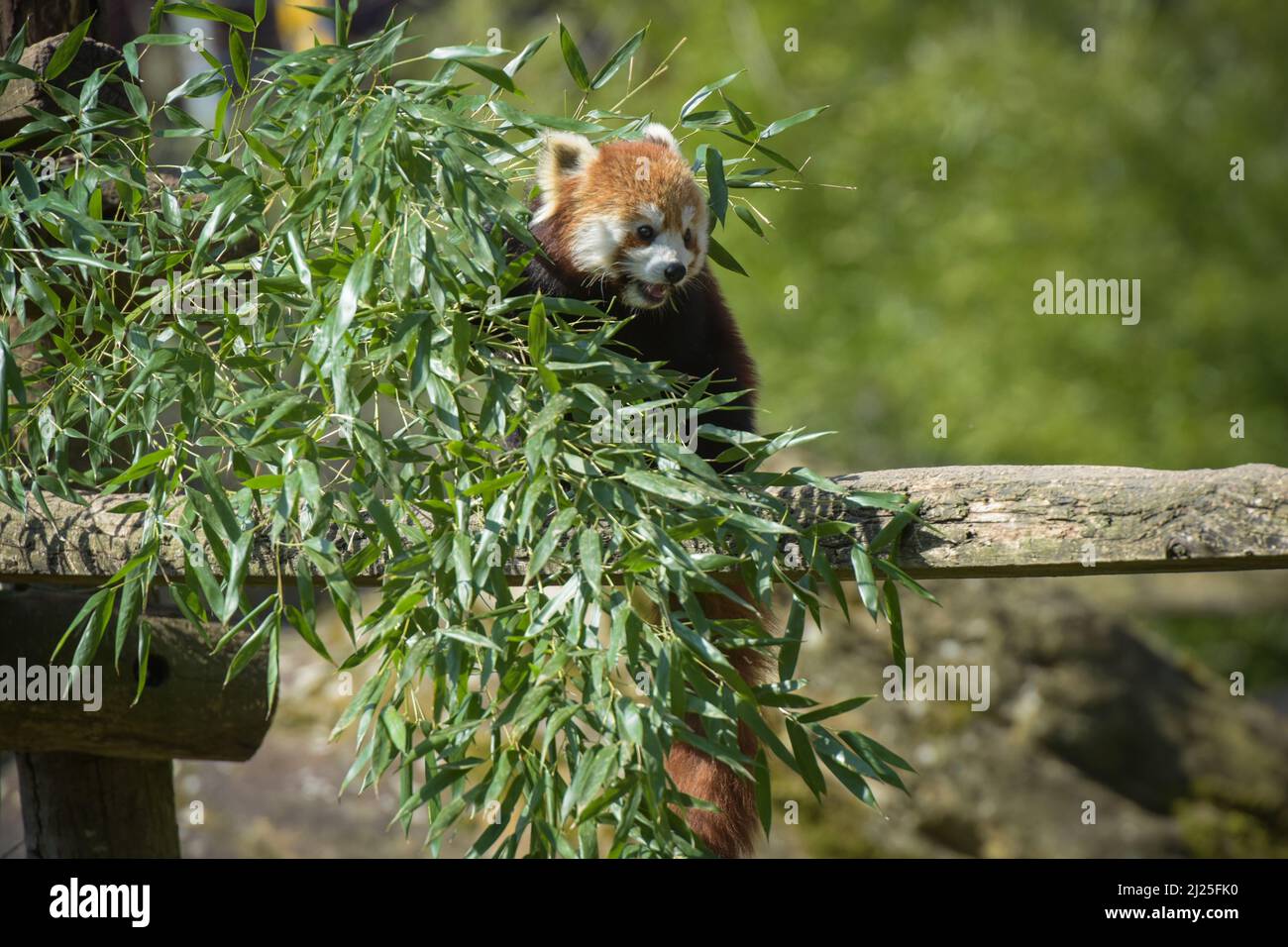 Photography of red panda eating bamboo in a park Stock Photo - Alamy