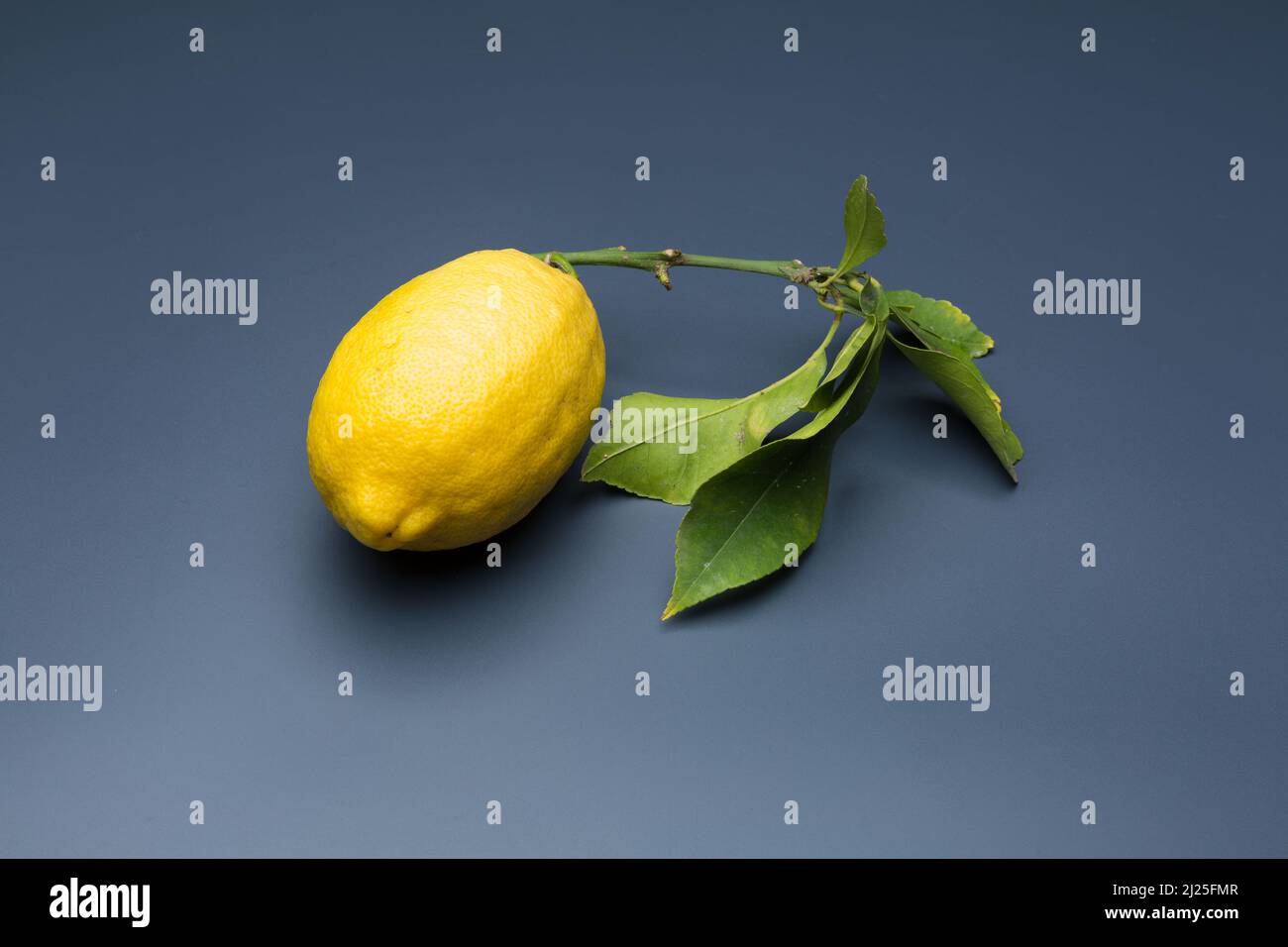 yellow lemon on gray background, composition of lemons and green leaves ...