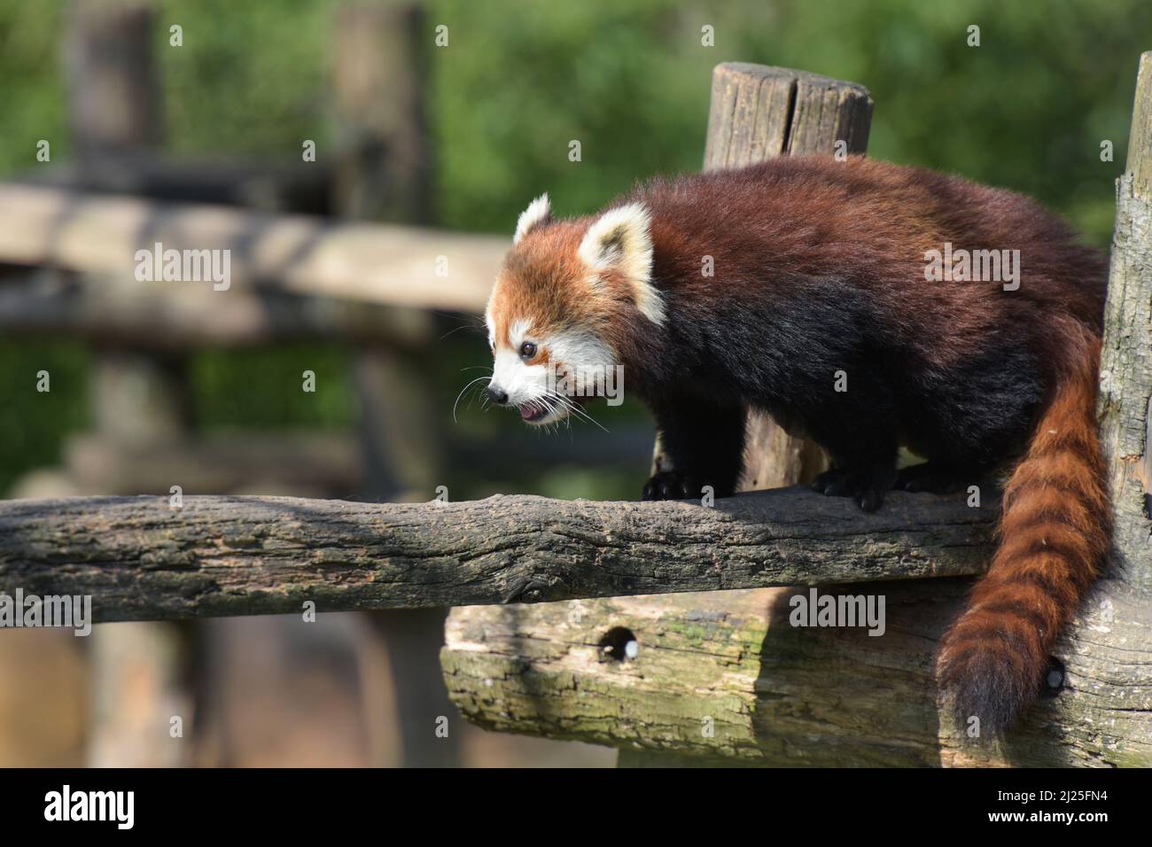 Photography of red panda in a french park Stock Photo - Alamy
