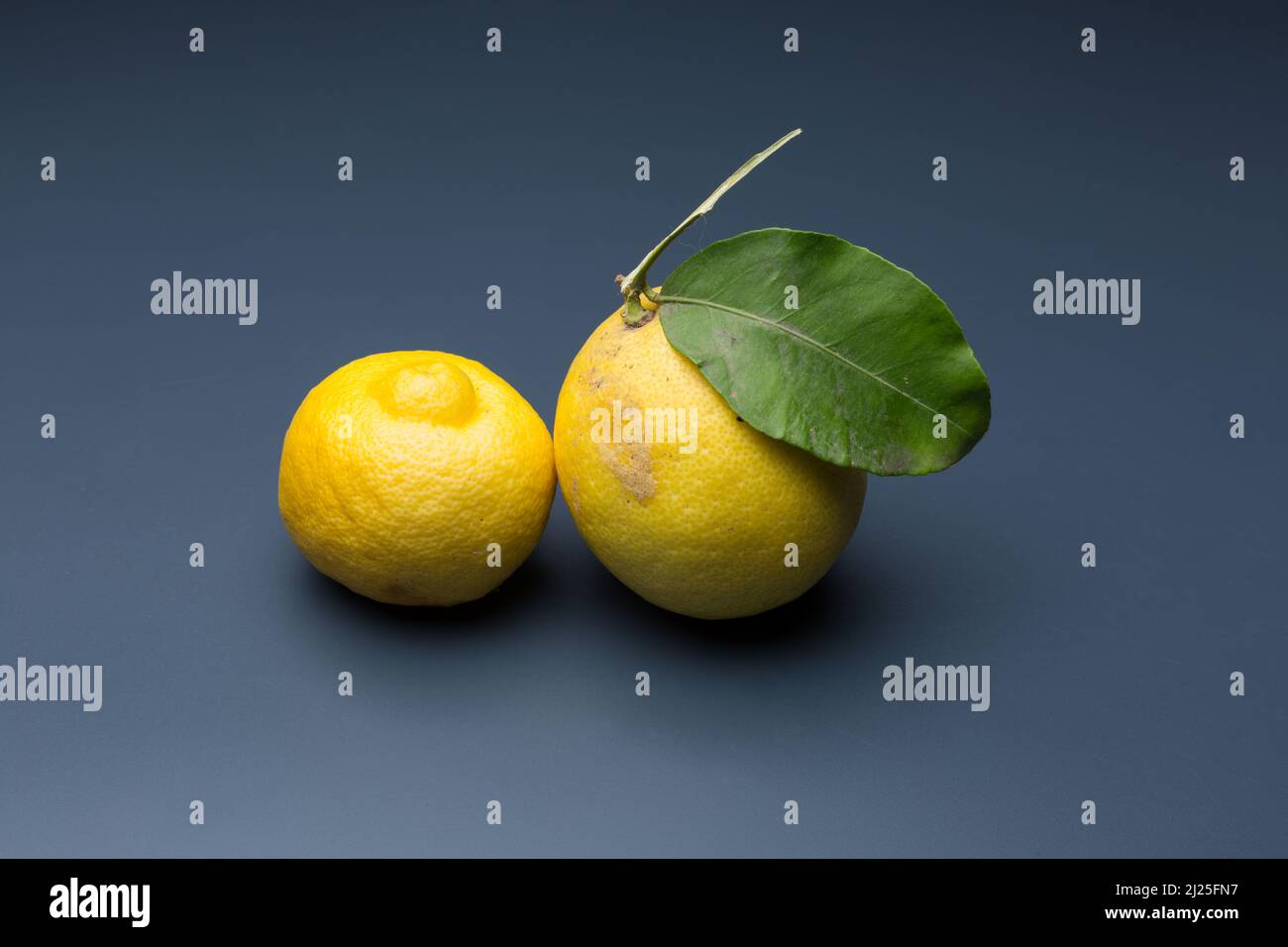 yellow lemon on gray background, composition of lemons and green leaves ...