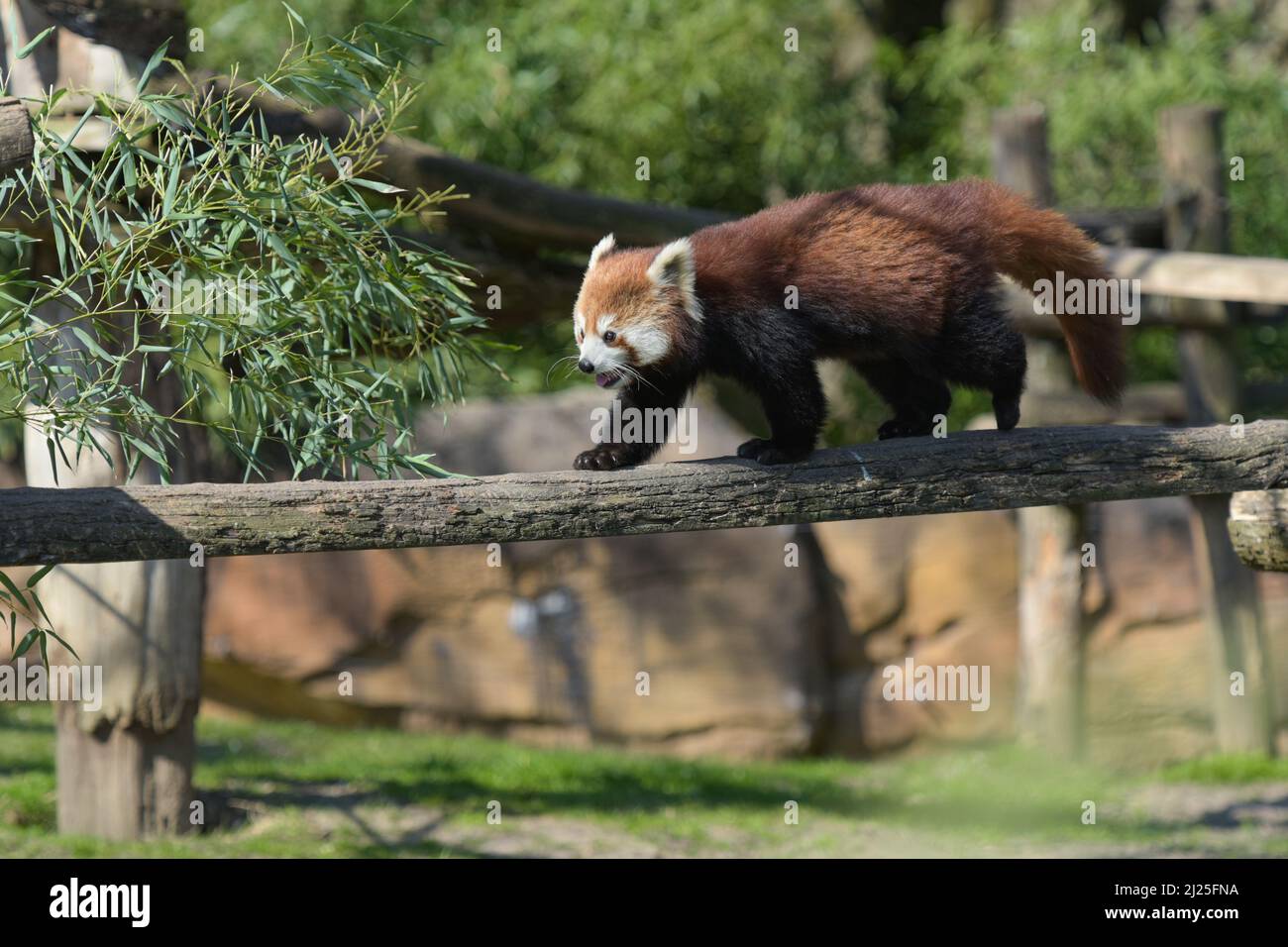 Photography of red panda in a french park Stock Photo - Alamy