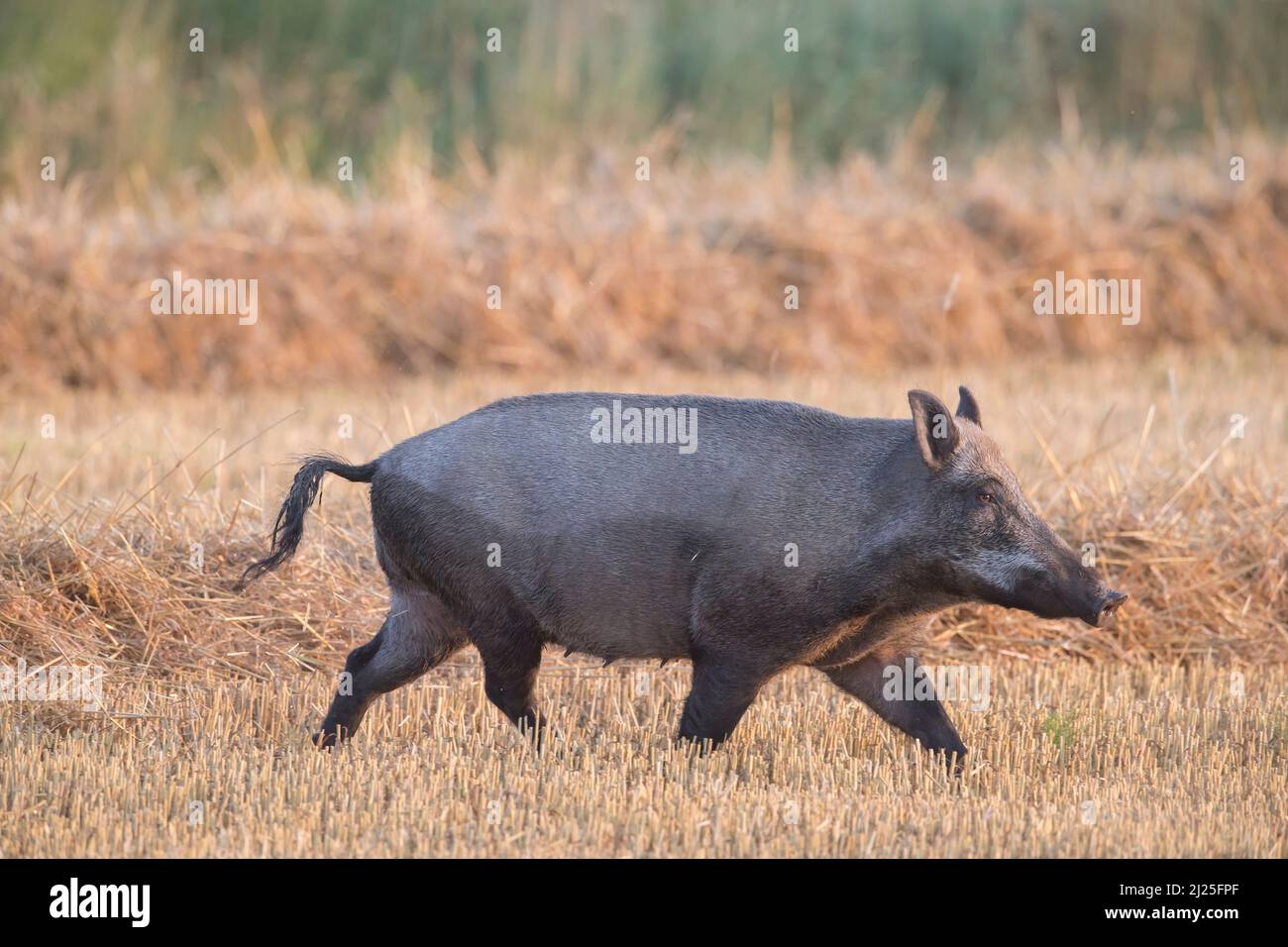 Wild boar (Sus scrofa). Sow on harvested corn field. Scandia, Sweden ...