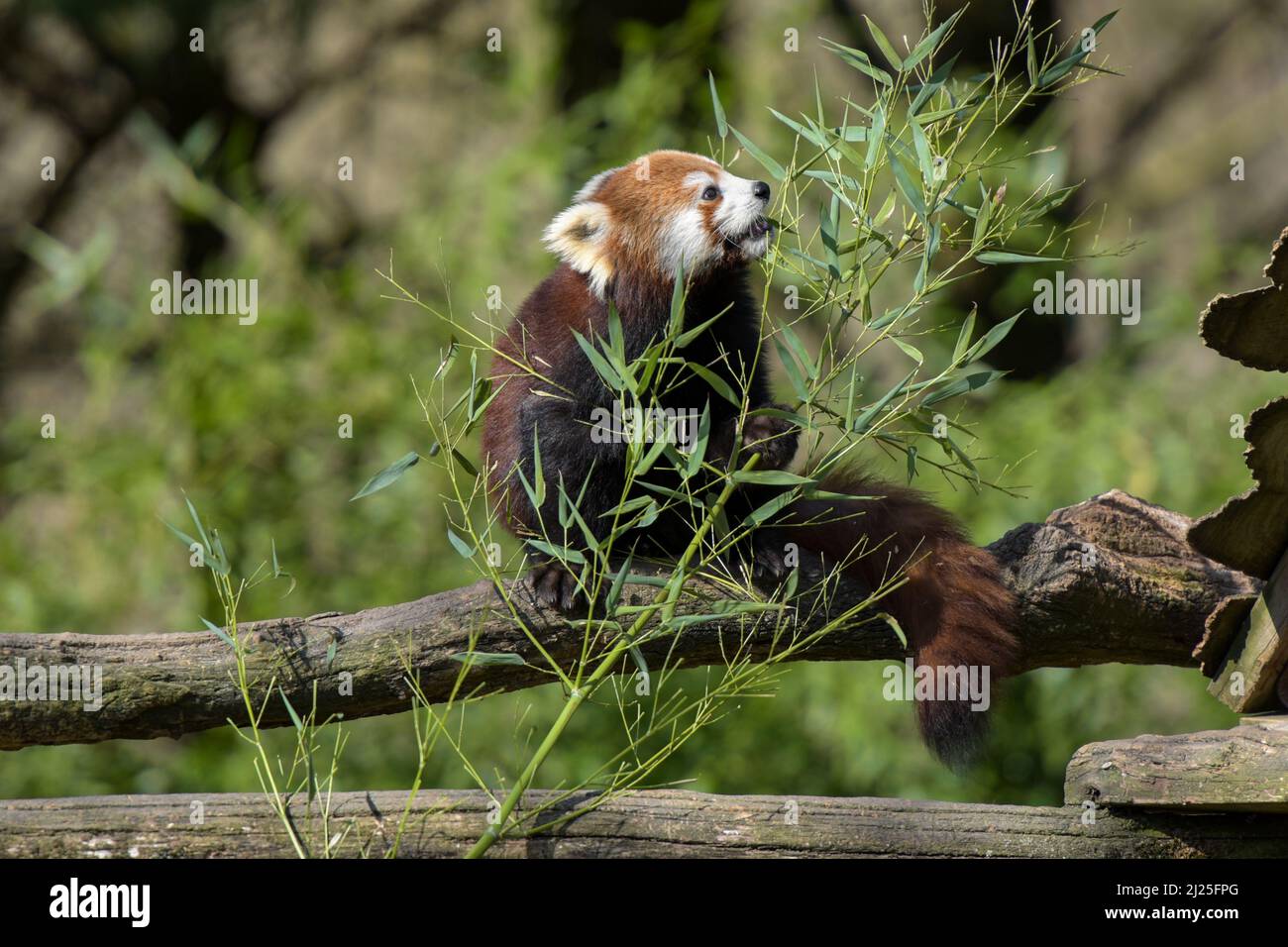 Photography of red panda eating bamboo in a park Stock Photo - Alamy