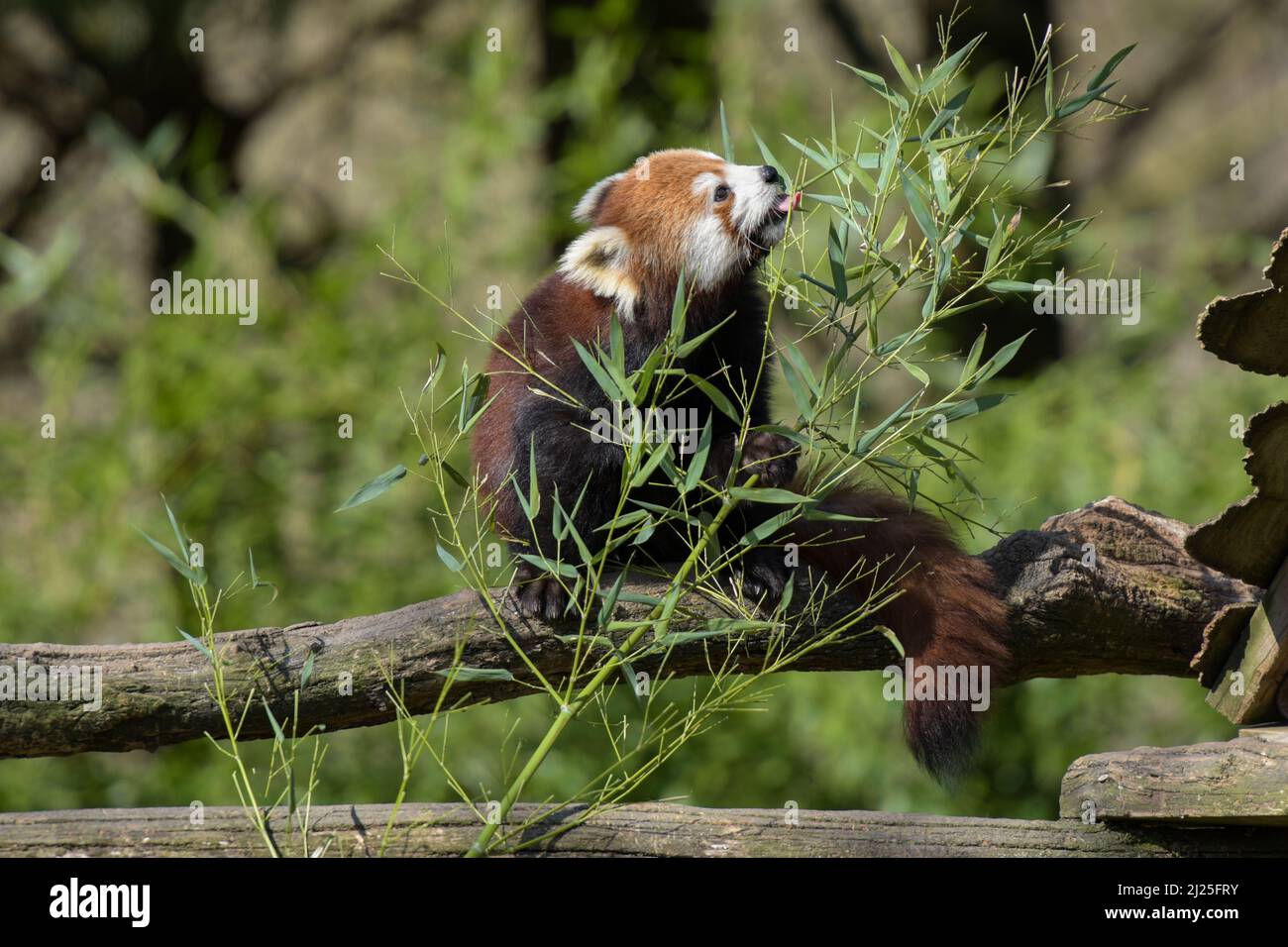 Photography of red panda eating bamboo in a park Stock Photo - Alamy