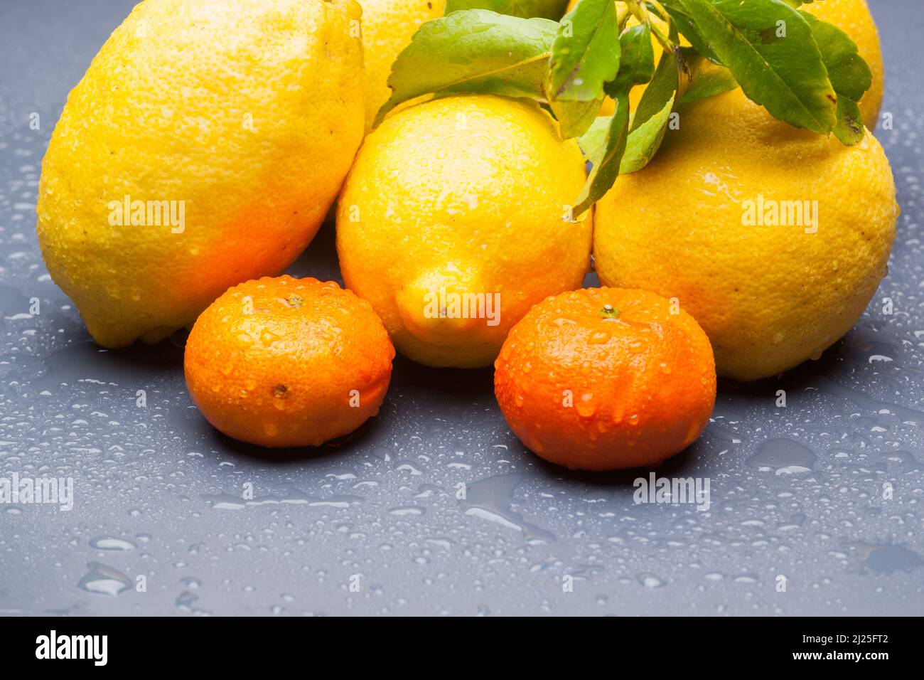yellow lemon on gray background, composition of lemons and green leaves ...