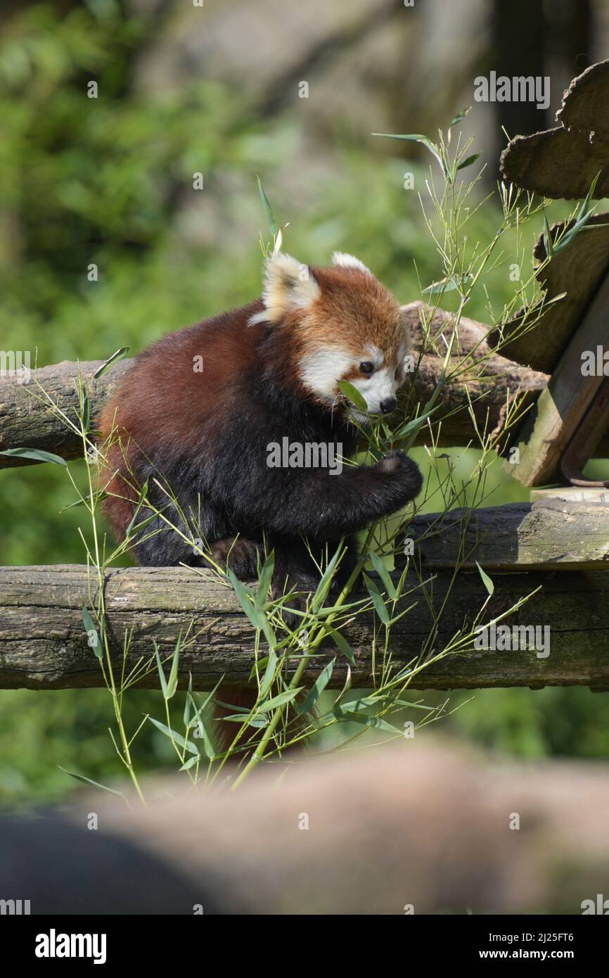 Photography of red panda eating bamboo in a park Stock Photo - Alamy