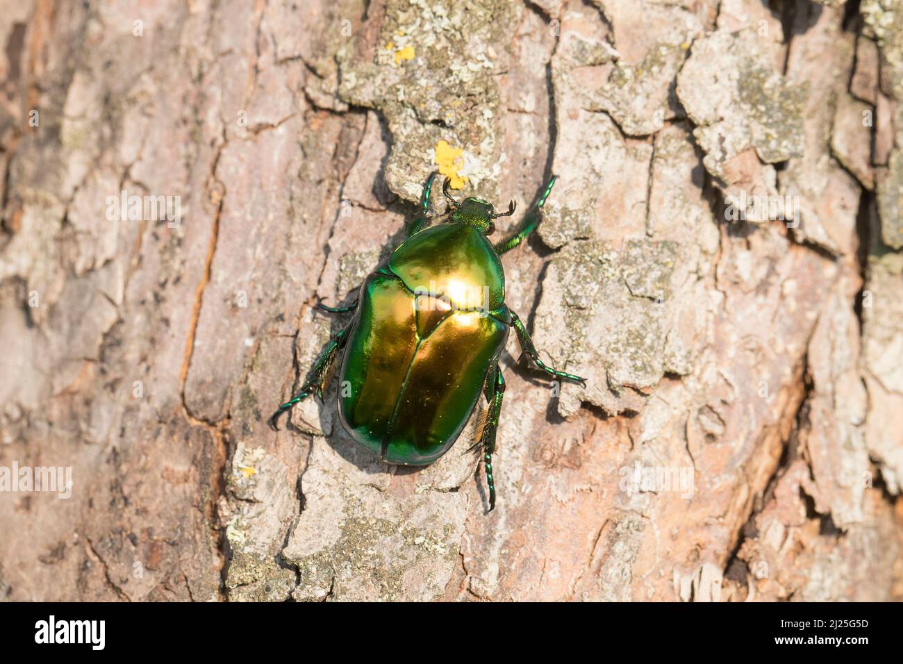 Scarab Beetle (Protaetia speciosissima, Protaetia aeruginosa, Potosia aeruginosa). Male on bark ...