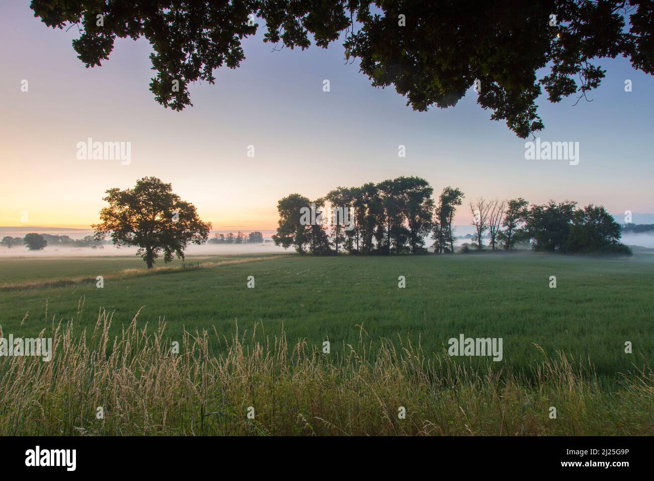 Morning at river Elbe at Lower Saxonian Elbe Valley, biosphere reserve ...