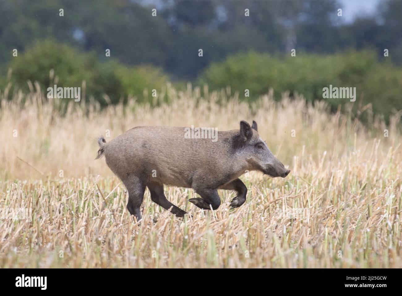 Wild Boar (Sus scrofa). Female fleeing over a stubble field. Skane ...