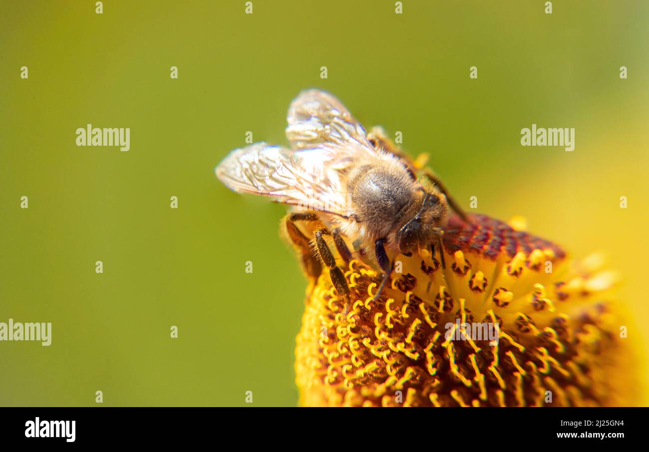 Honey bee covered with yellow pollen drink nectar, pollinating flower ...