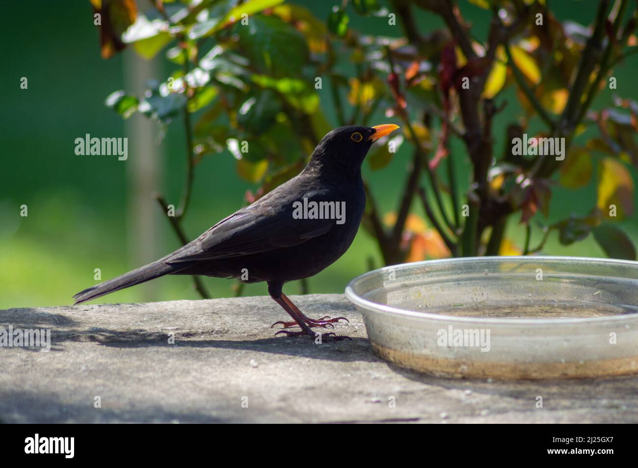 Defiant bird hi-res stock photography and images - Alamy