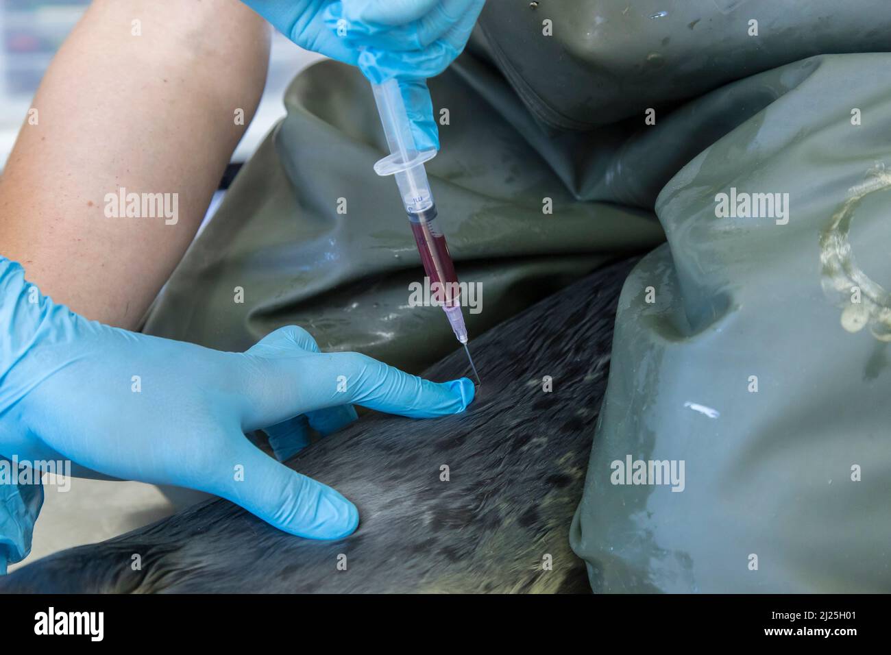 Harbour Seal (Phoca vitulina). Orphan during an examination by a vet ...