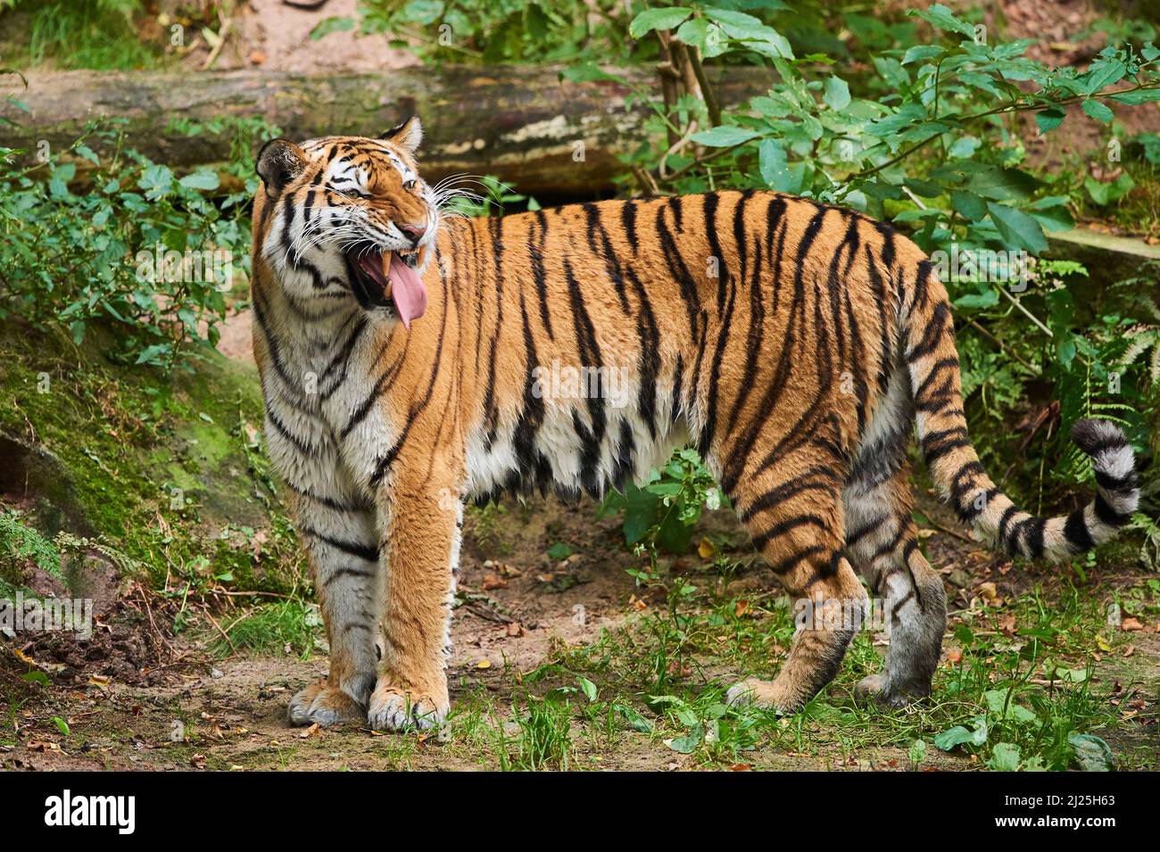 Tiger flehmen hi-res stock photography and images - Alamy