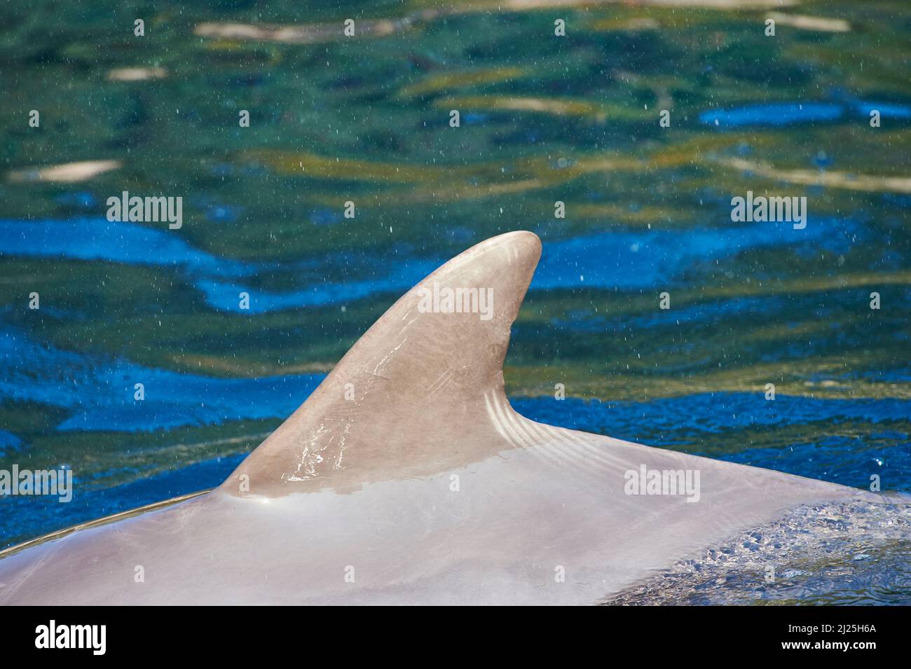 Bottlenose Dolphin (Tursiops truncatus), dorsal fin. Germany Stock ...