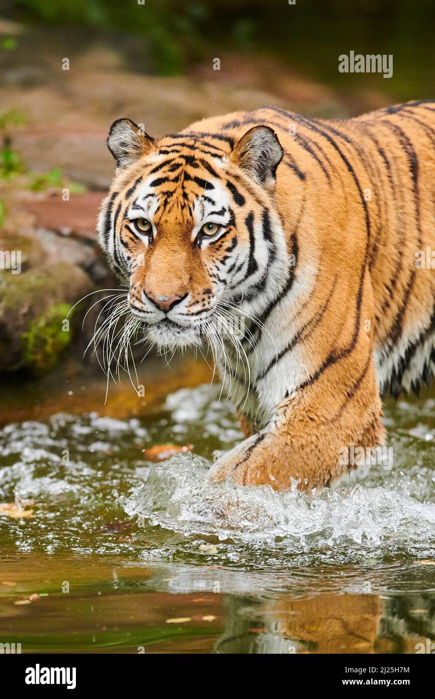 Siberian Tiger (Panthera tigris altaica). Adult walking in water. Germany Stock Photo - Alamy