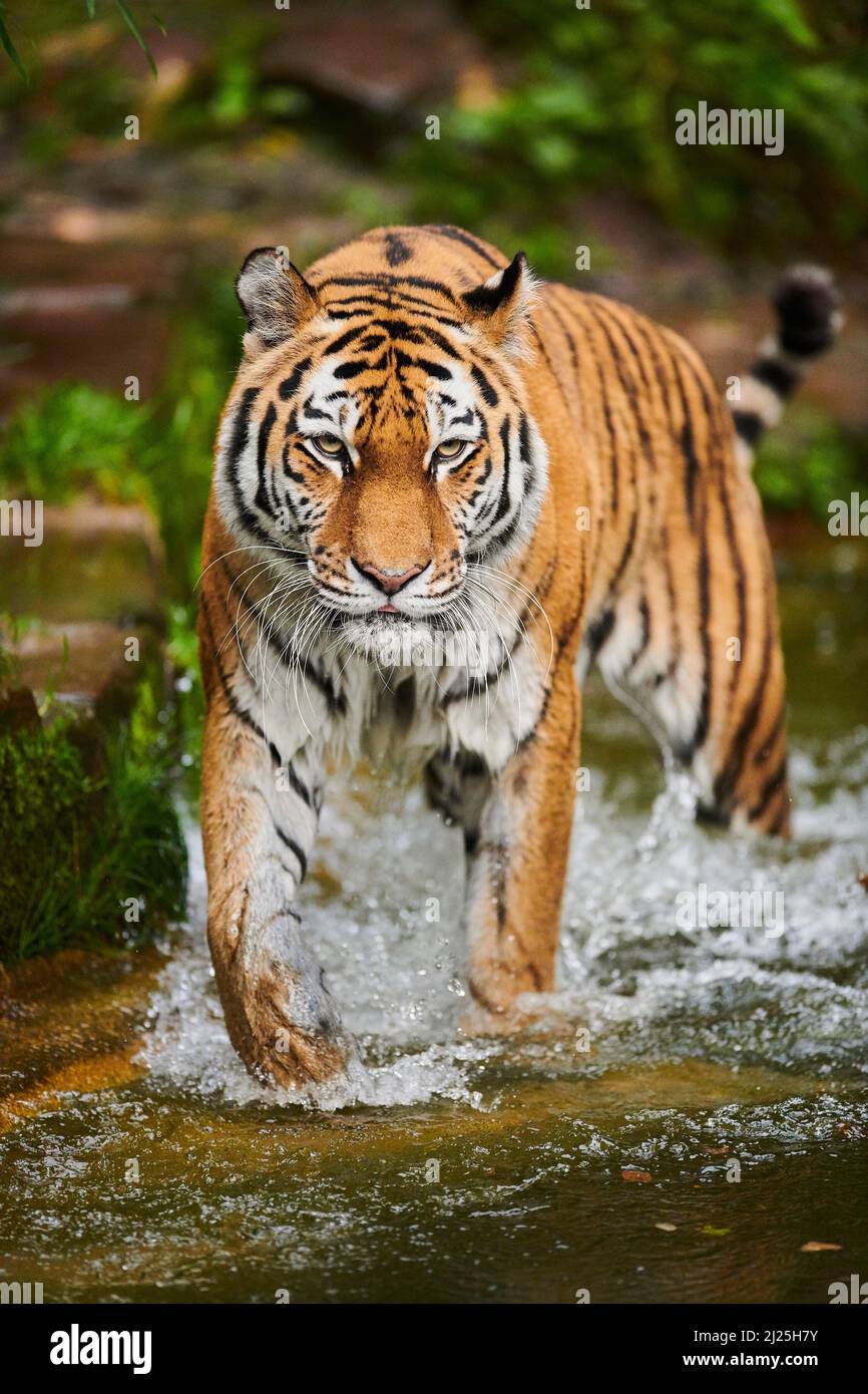 Siberian Tiger (Panthera tigris altaica). Adult walking in water. Germany Stock Photo - Alamy