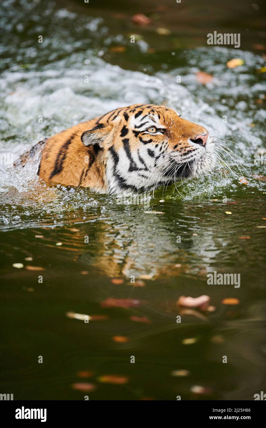 Siberian Tiger (Panthera tigris altaica). Adult swimming. Germany Stock Photo - Alamy