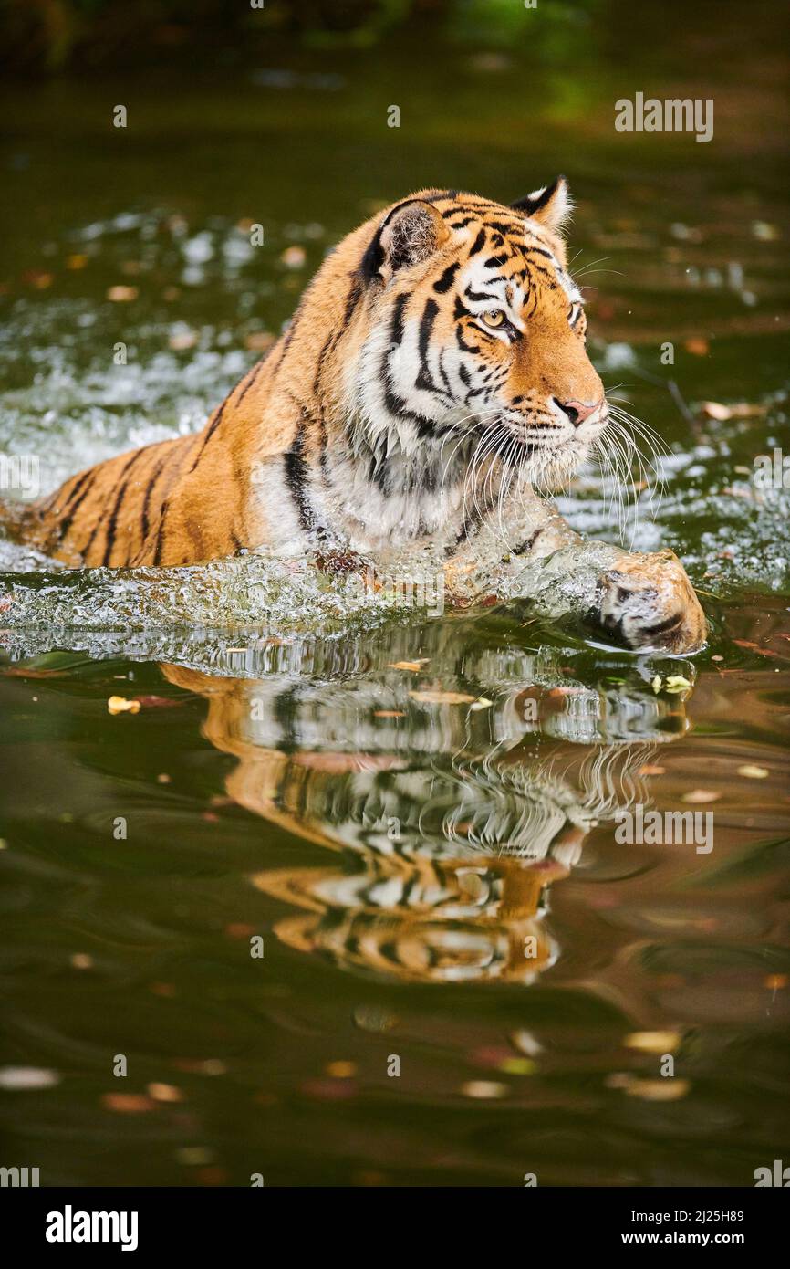Siberian Tiger (Panthera tigris altaica). Adult in water. Germany Stock Photo - Alamy