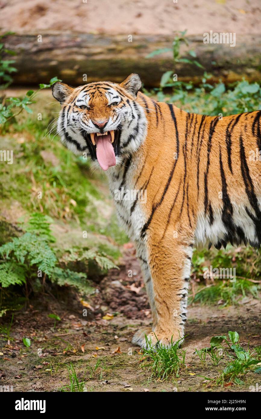 Siberian Tiger (Panthera tigris altaica), adult doing the flehmen ...