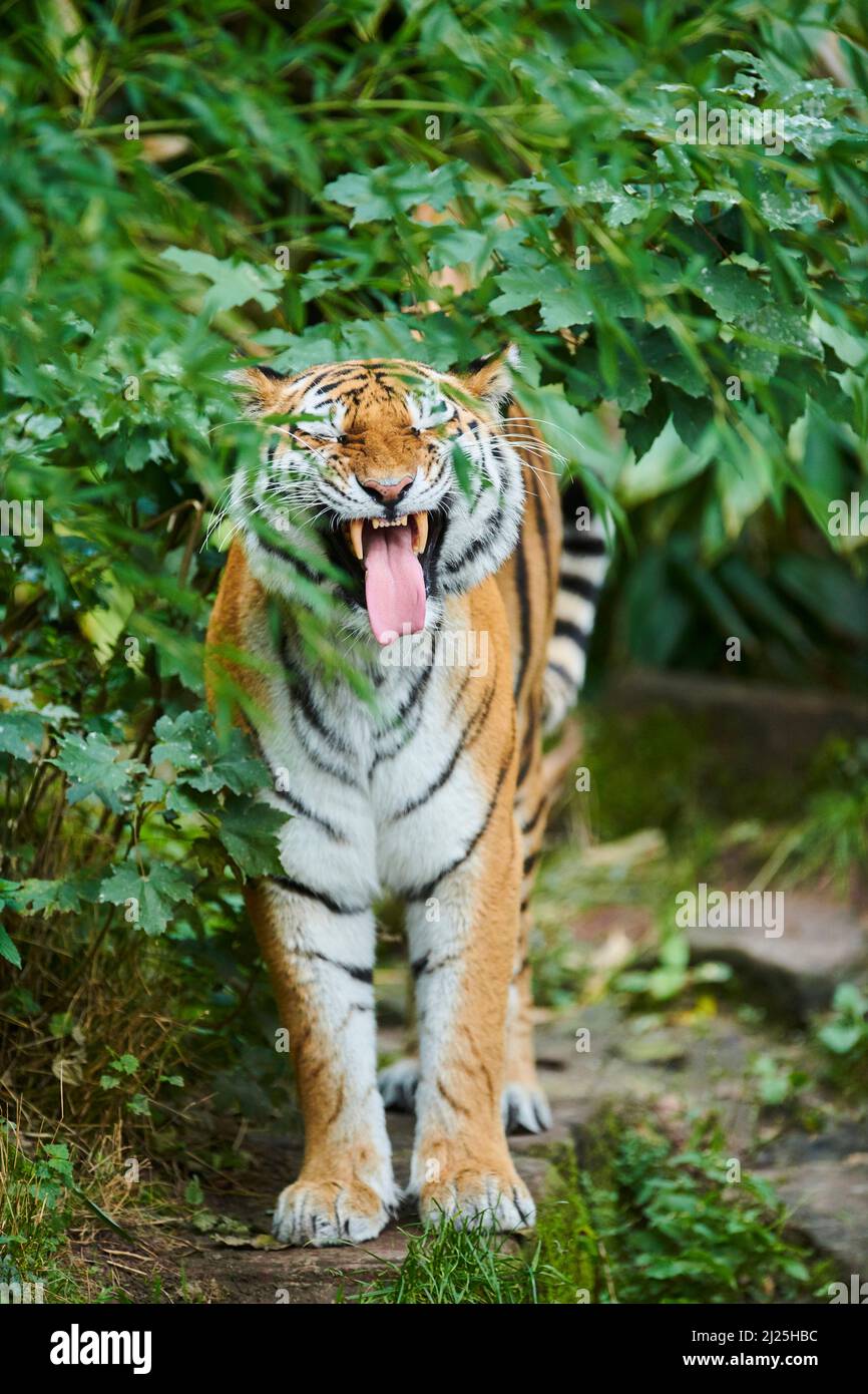 Siberian Tiger (Panthera tigris altaica), adult doing the flehmen ...