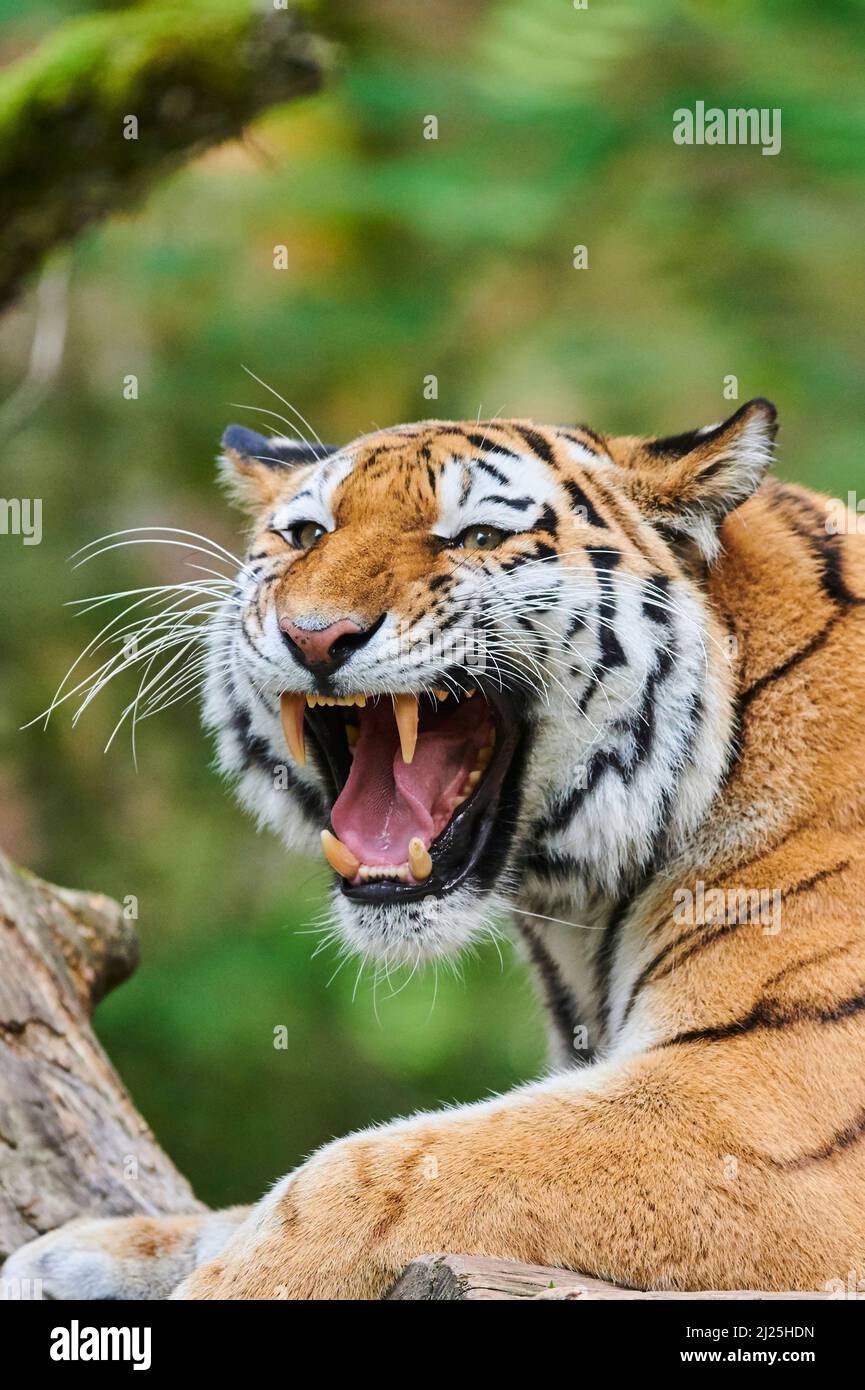 Siberian Tiger (Panthera tigris altaica), adult hissing. Germany Stock ...