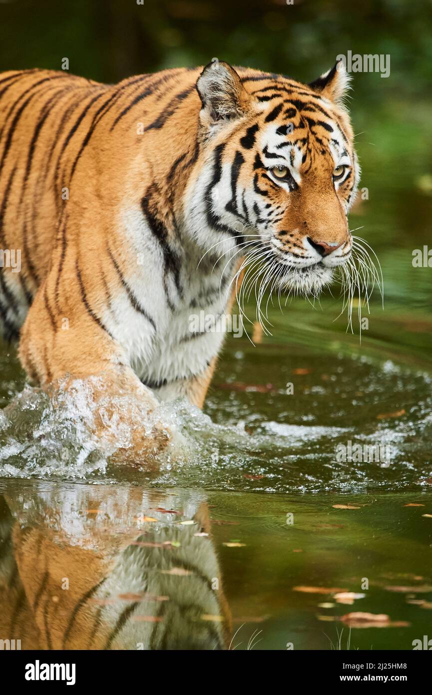 Siberian Tiger (Panthera tigris altaica). Adult walking in water. Germany Stock Photo - Alamy