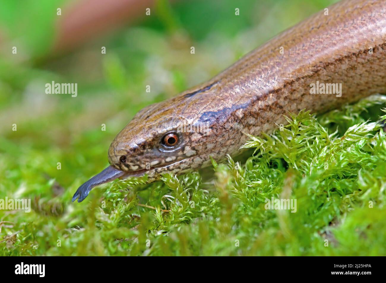 European Slow Worm, Slow Worm (Anguis fragilis),. Portrait of aadult on ...