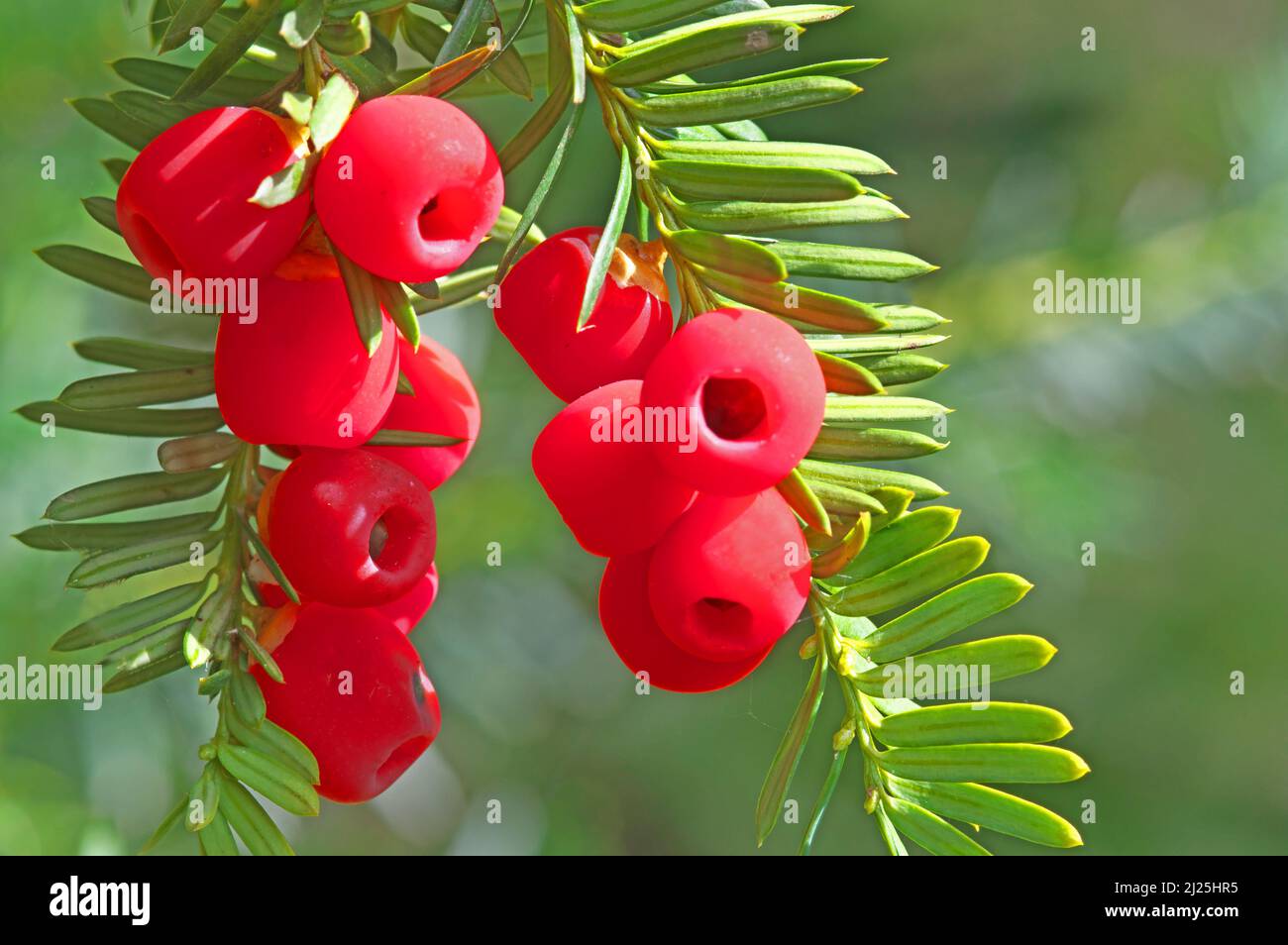 Common Yew, English Yew (Taxus baccata). Shoot with seed cones ...