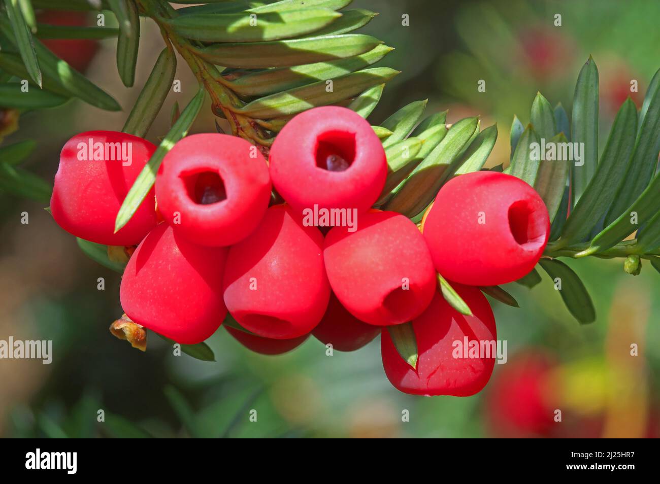 Common Yew, English Yew (Taxus baccata). Shoot with seed cones ...