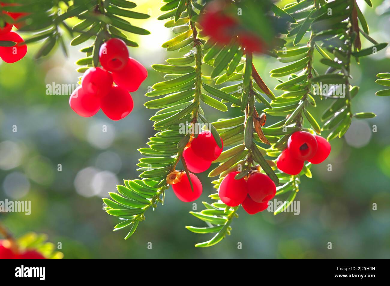 Common Yew, English Yew (Taxus baccata). Shoot with seed cones ...