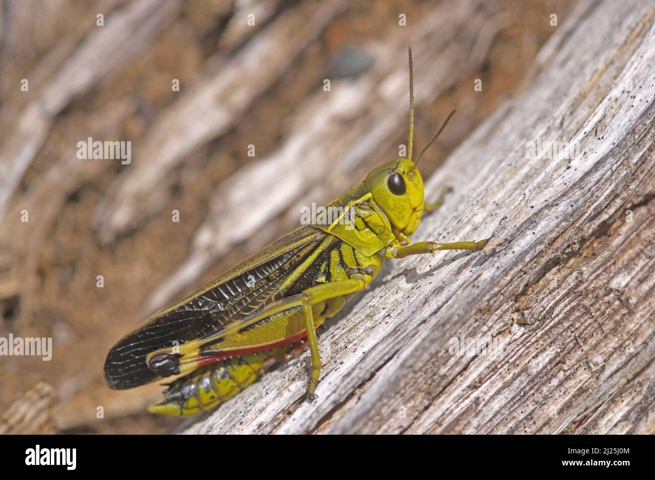 Red-winged Grasshopper (Oedipoda germanica) on decaying wood. Austria ...