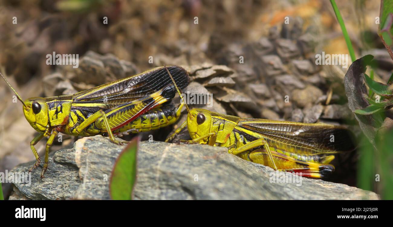 Red winged grasshopper hi-res stock photography and images - Alamy