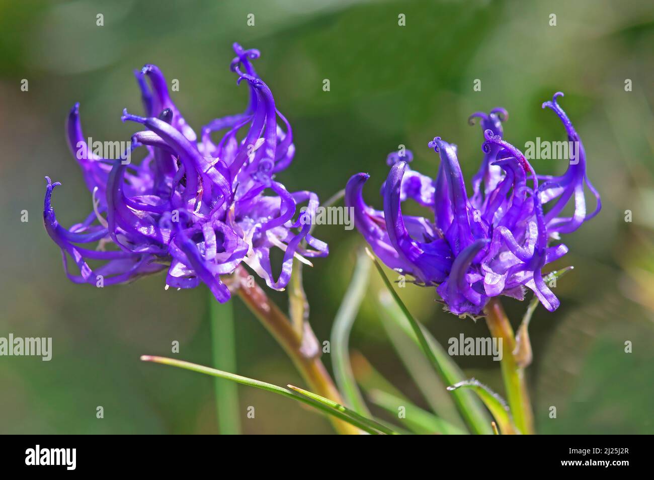 Phyteuma hemisphaericum hi-res stock photography and images - Alamy