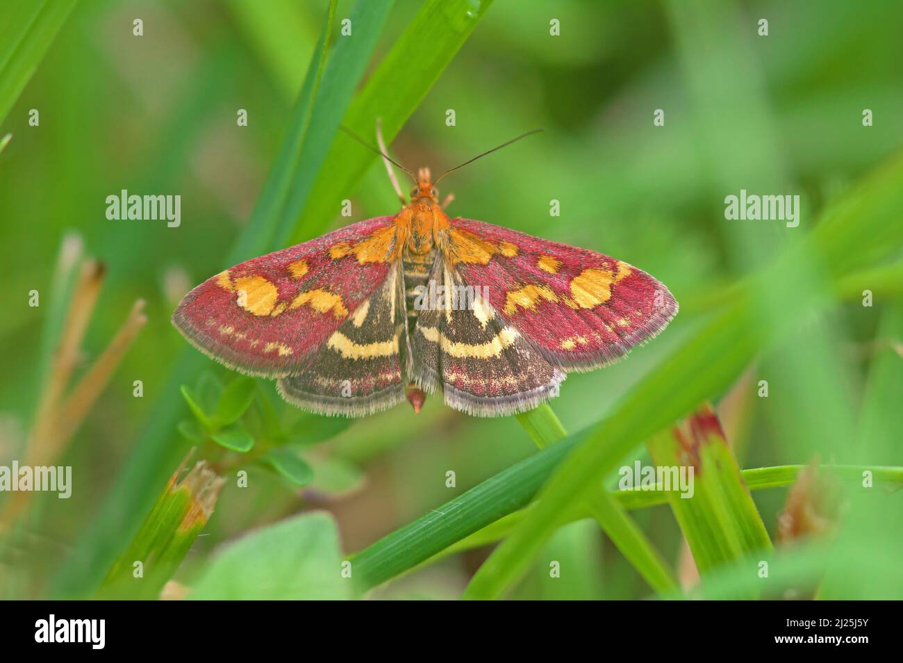 Pyrausta moth hi-res stock photography and images - Alamy