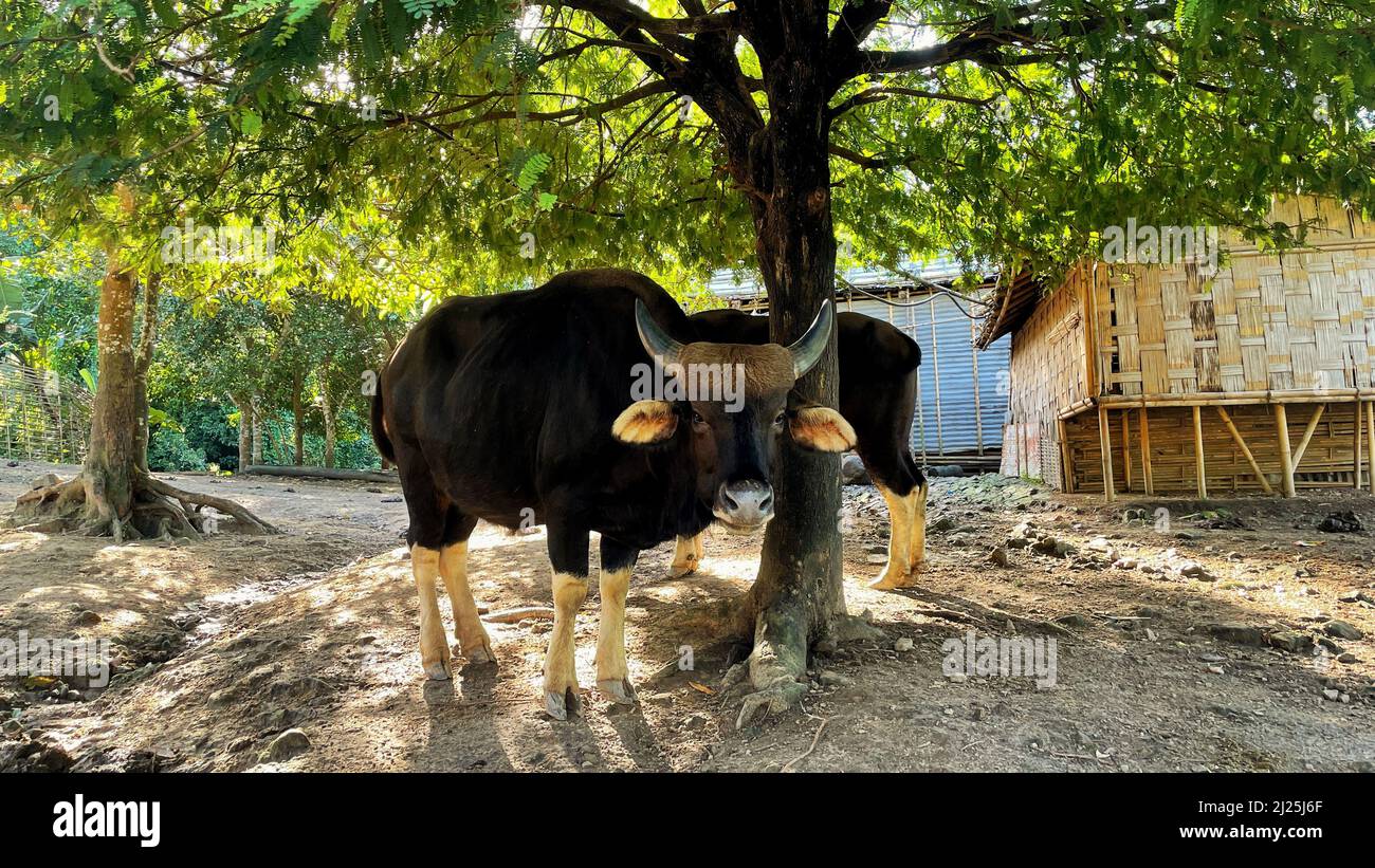 A closeup shot of the big gaur standing underneath a tree in the farm ...