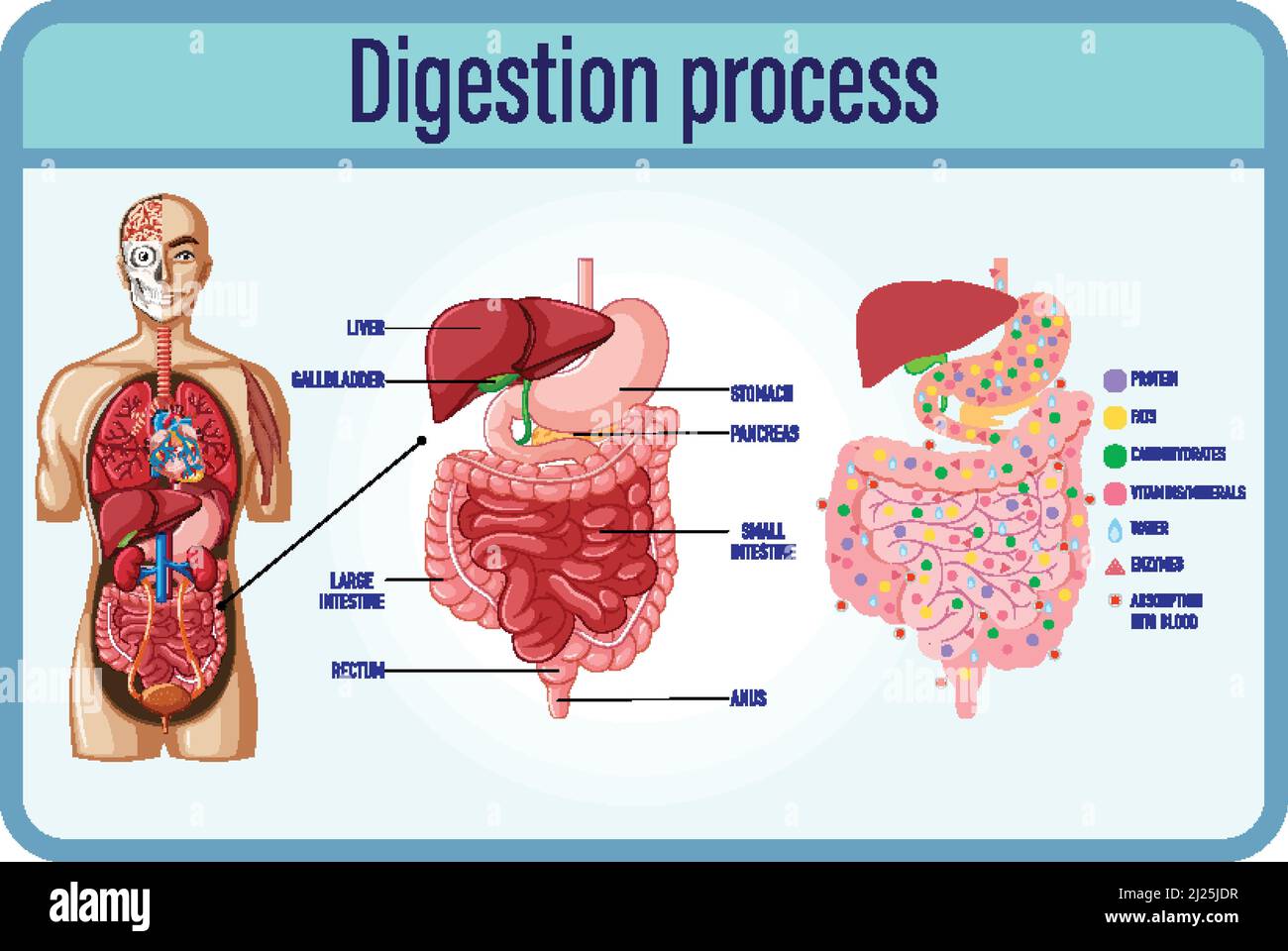 Digestion anddigestion cells and small intestine illustration Stock ...
