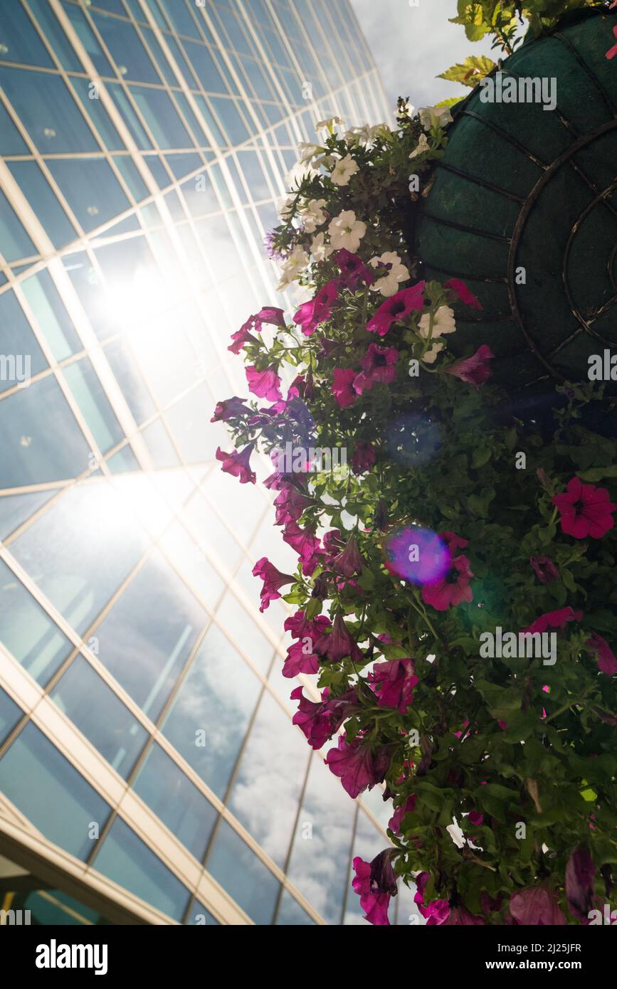 Flower pots and office building Stock Photo - Alamy