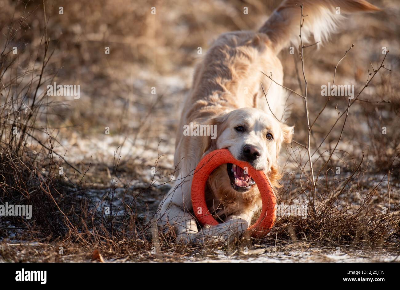 Golden retriever dog outdoors hi-res stock photography and images - Alamy