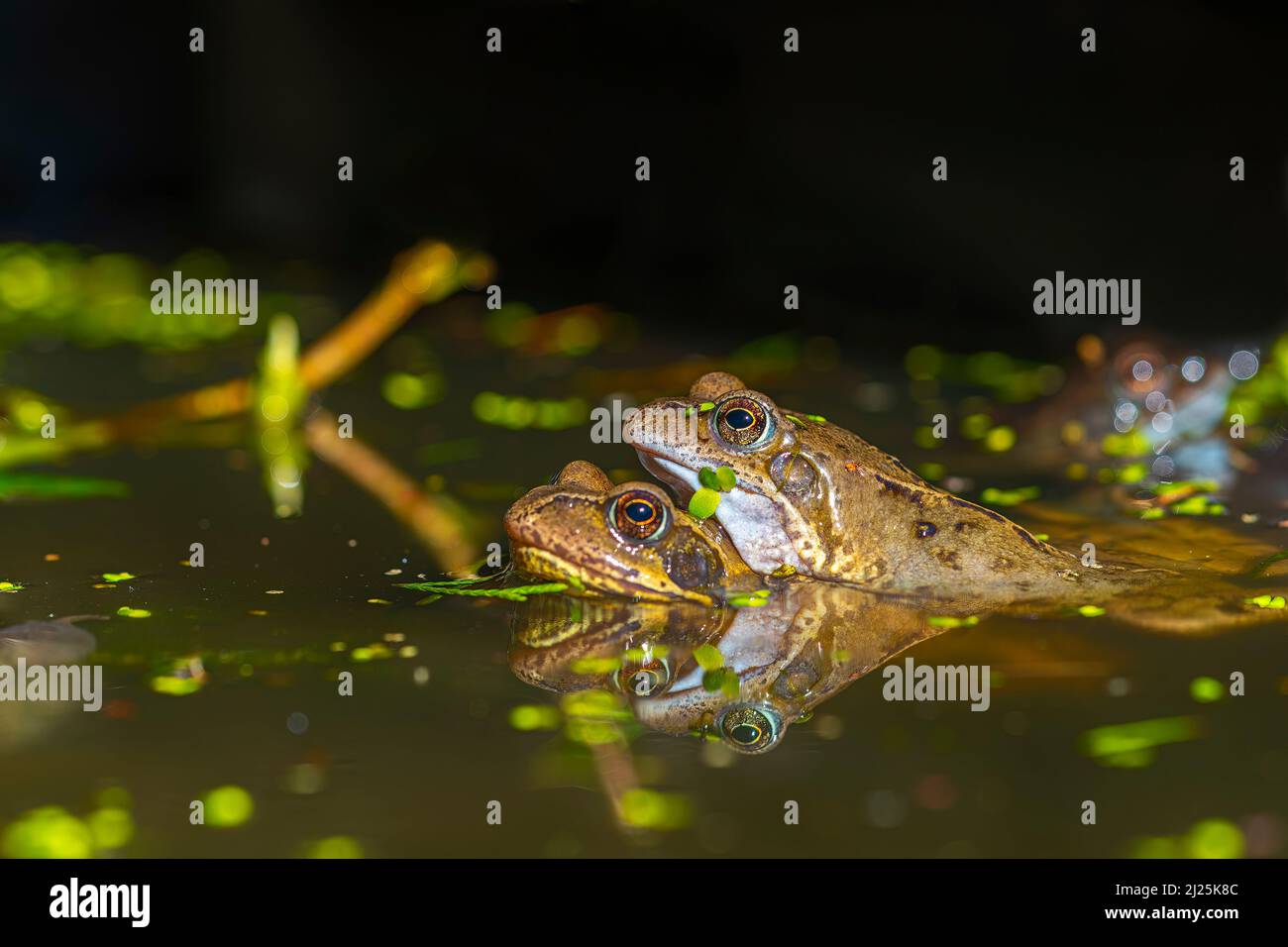Common frogs spawning in spring March 2022 Cheshire, UK Stock Photo - Alamy