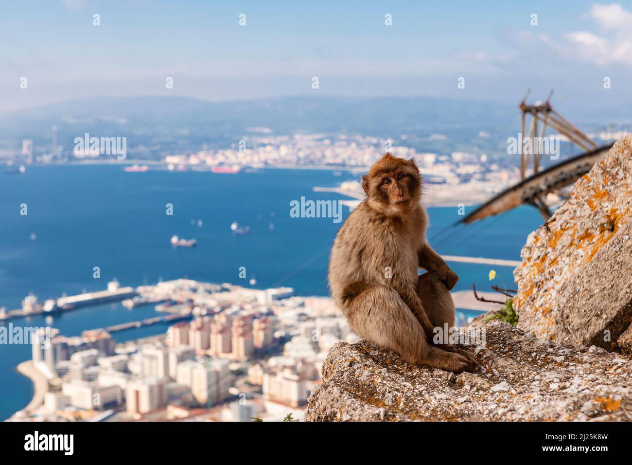 Barbary macaque monkey on the Rock of Gibraltar, with Algeciras Bay in ...