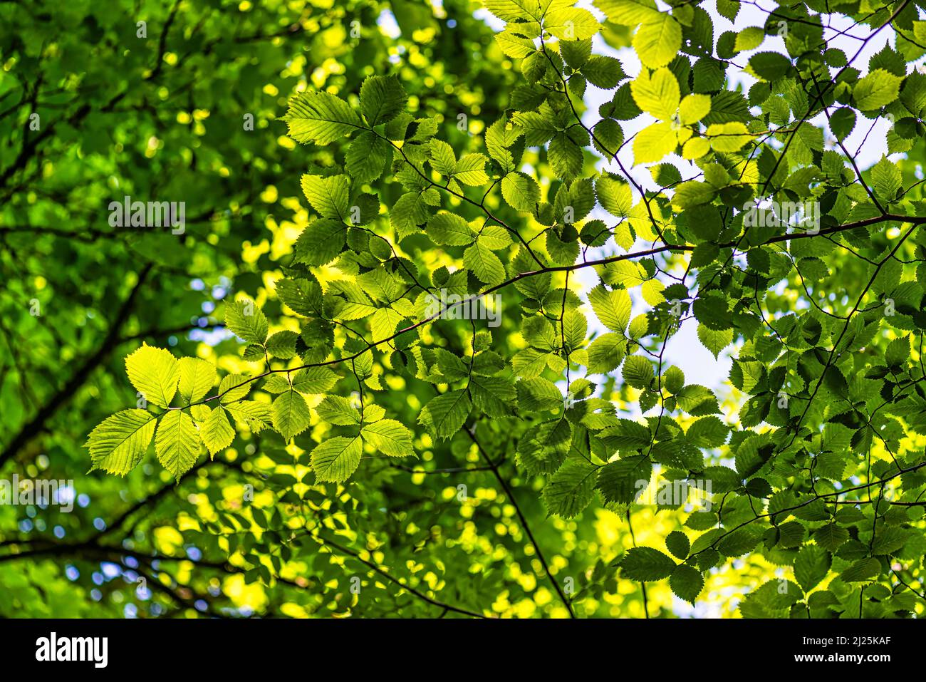 Wych elm leaves, Spring, Peak Distirct Stock Photo - Alamy