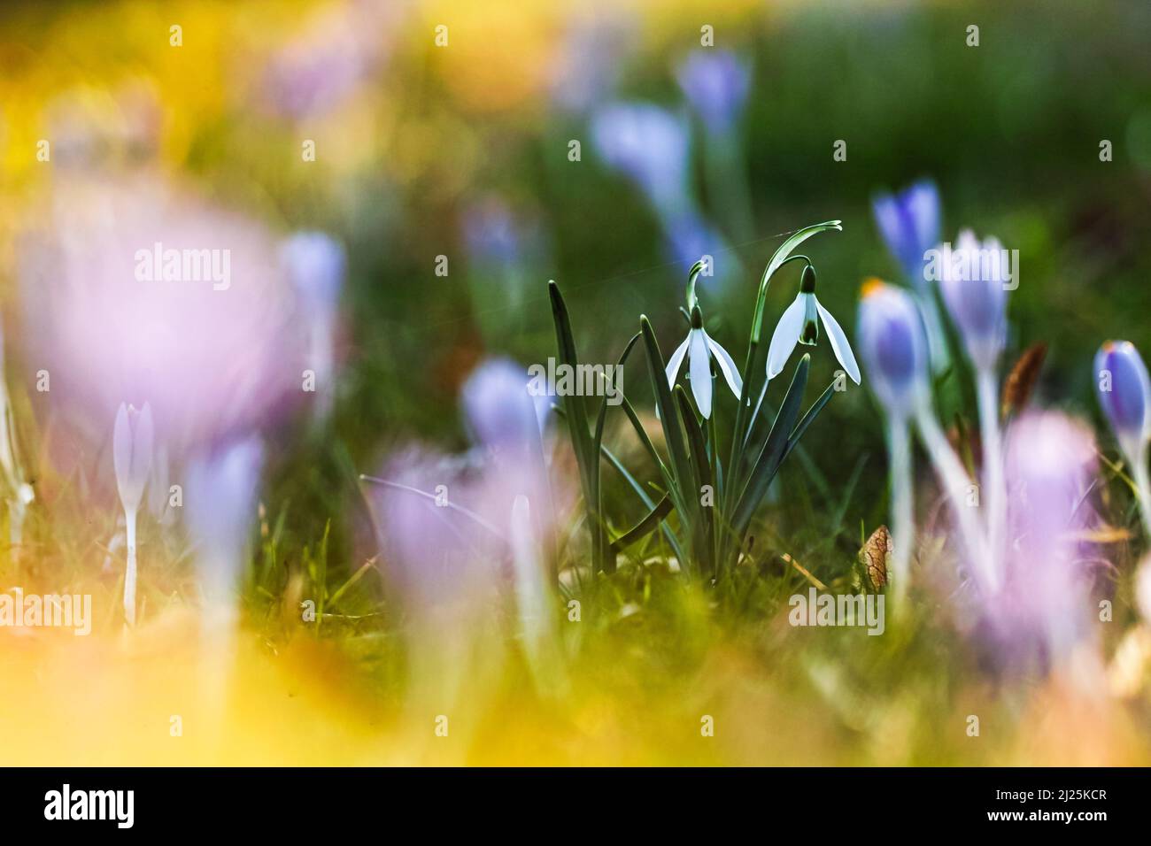 Spring growing flowers and nature that comes alive Stock Photo - Alamy