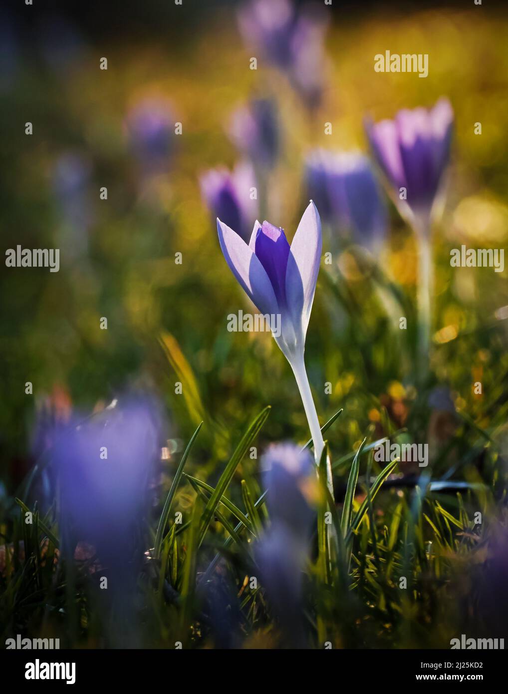 Spring growing flowers and nature that comes alive Stock Photo - Alamy